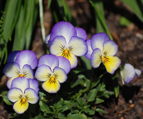 Menekşe Çiçeği Bakımı, Çoğaltılması, Çeşitleri ve Faydaları | bitki market