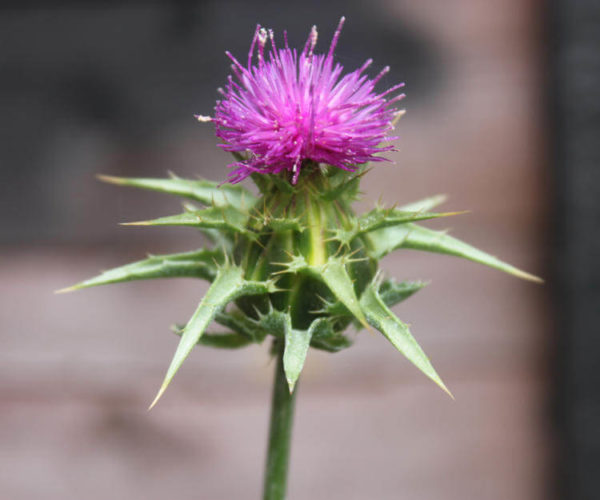 Deve Dikeni Yetiştiriciliği, Bakımı, Faydaları, Çayı | bitki market