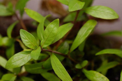 Hygrophila polysperma 'Ceylon' - Akvaryum Zeytin Bitkisi | bitki market
