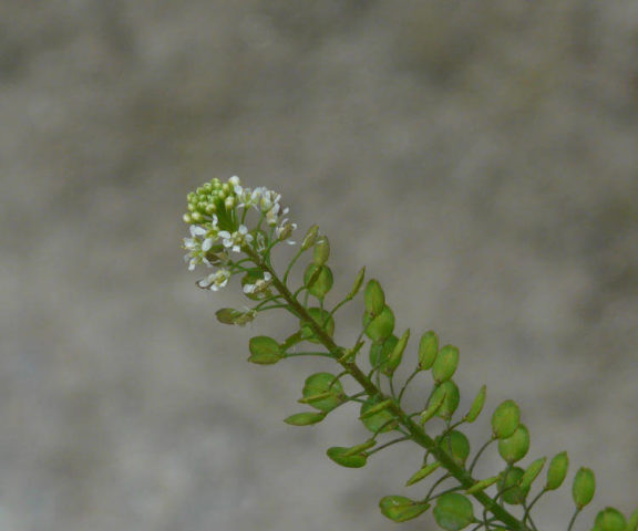 Tere Otu Çeşitleri, Faydaları, Yetiştiriciliği ve Bakımı | bitki market